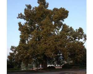Sycamore, American - TheTreeFarm.com