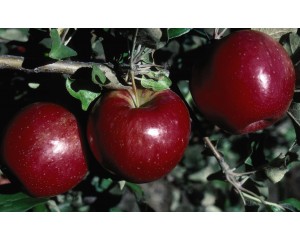Apple, Sweet Sixteen - TheTreeFarm.com