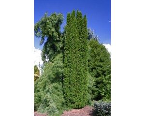 Arborvitae, Degroot's Spire - TheTreeFarm.com