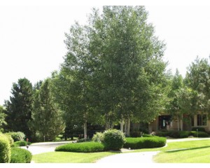Quaking Aspen - TheTreeFarm.com