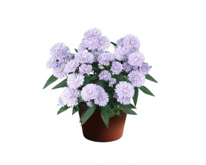 Aster, Showmakers® Lilac Sunset - TheTreeFarm.com