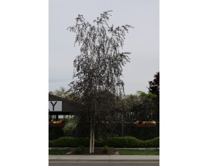 Birch, Royal Frost® - TheTreeFarm.com