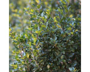 Holly, Blue Prince - TheTreeFarm.com