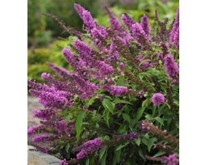 Butterfly Bush, Flutterby Petite® Tutti Fruitti Pink - TheTreeFarm.com