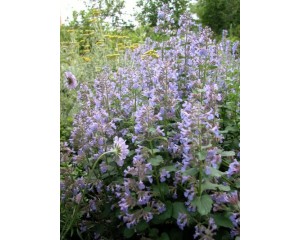 Catmint, Blue Wonder - TheTreeFarm.com
