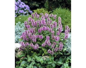 Catmint, Pink Cat - TheTreeFarm.com