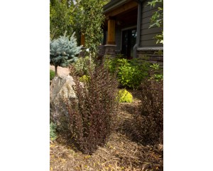 Ninebark, Little Devil™ - TheTreeFarm.com