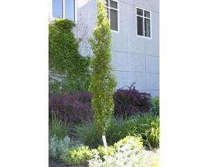 Birch, Parkland Pillar® - TheTreeFarm.com