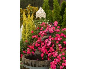 Rose, Flower Carpet® Pink Supreme - TheTreeFarm.com