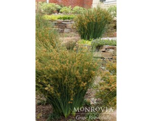 Rush, European Meadow - TheTreeFarm.com