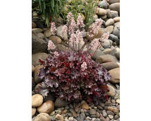 Coral Bells, Ruby Tuesday (Heuchera) - TheTreeFarm.com