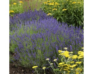 Lavender, Hidcote Blue - TheTreeFarm.com