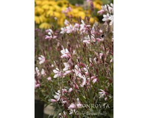 Gaura, Steffi™ Blush Pink (Whirling Butterflies) - TheTreeFarm.com