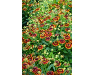 Helen's Flower, Mariachi Bandera™ - TheTreeFarm.com