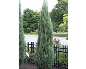 Juniper, Blue Arrow - TheTreeFarm.com