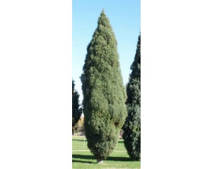 Juniper, Medora - TheTreeFarm.com