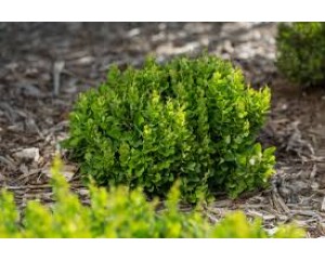 Barberry, Moscato™ - TheTreeFarm.com
