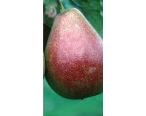 Pear, Red Bartlett - TheTreeFarm.com