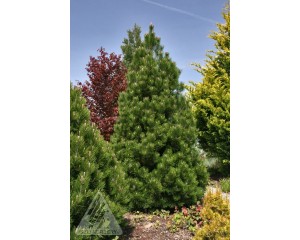 Pine, Bosnian 'Compact Gem' - TheTreeFarm.com