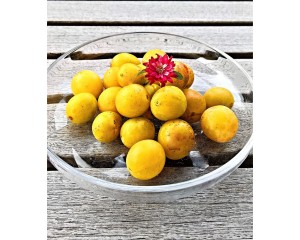 Plum, Brookgold - TheTreeFarm.com