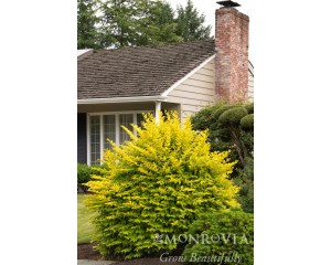 Privet, Golden Vicary - TheTreeFarm.com