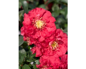 Orange flowering quince - TheTreeFarm.com