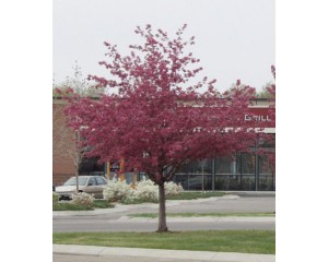 Crabapple, Radiant - TheTreeFarm.com
