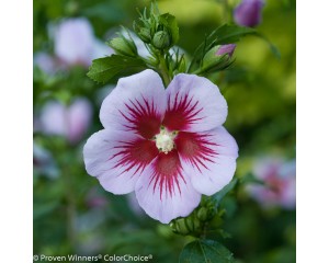Rose of Sharon, Orchid Satin® - TheTreeFarm.com