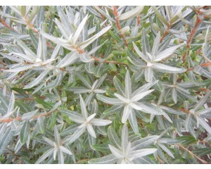 Sea Buckthorn, Hikul Dwarf - TheTreeFarm.com