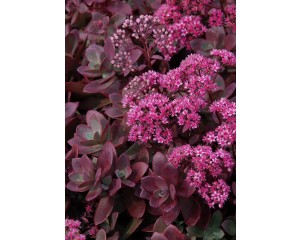 Sedum, SunSparkler® Firecracker (Stonecrop) - TheTreeFarm.com