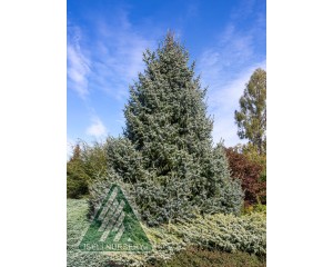 Spruce, Serbian Silver Blue - TheTreeFarm.com