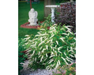 Sweetspire, Little Henry® - TheTreeFarm.com
