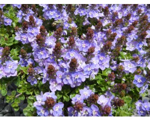 Veronica, Crystal River (Speedwell) - TheTreeFarm.com