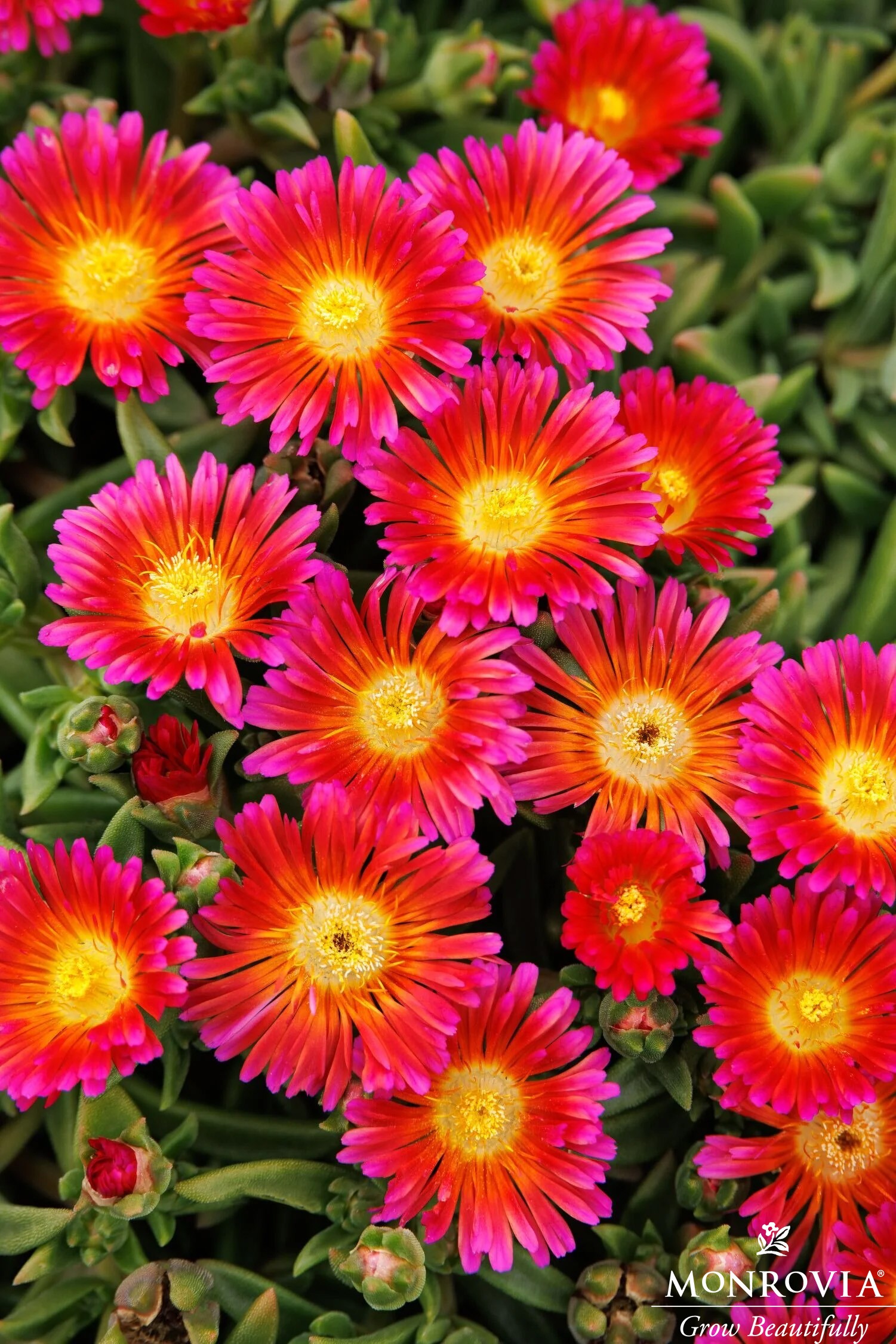 Ice Plant, Ocean Sunset™ Orange Glow - TheTreeFarm.com