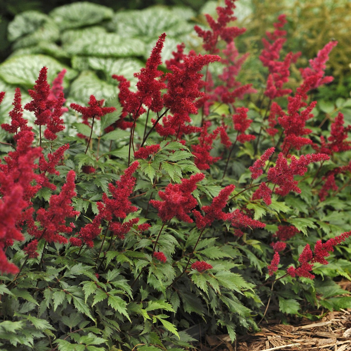 Astilbe Fanal TheTreeFarm Astilbe Fanal TheTreeFarm