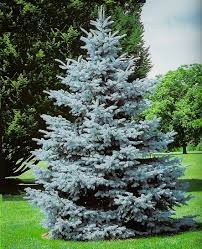 Spruce, Colorado var.Glacier Blue - TheTreeFarm.com