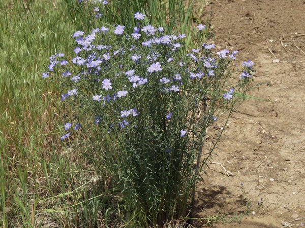 Flax, Blue - TheTreeFarm.com