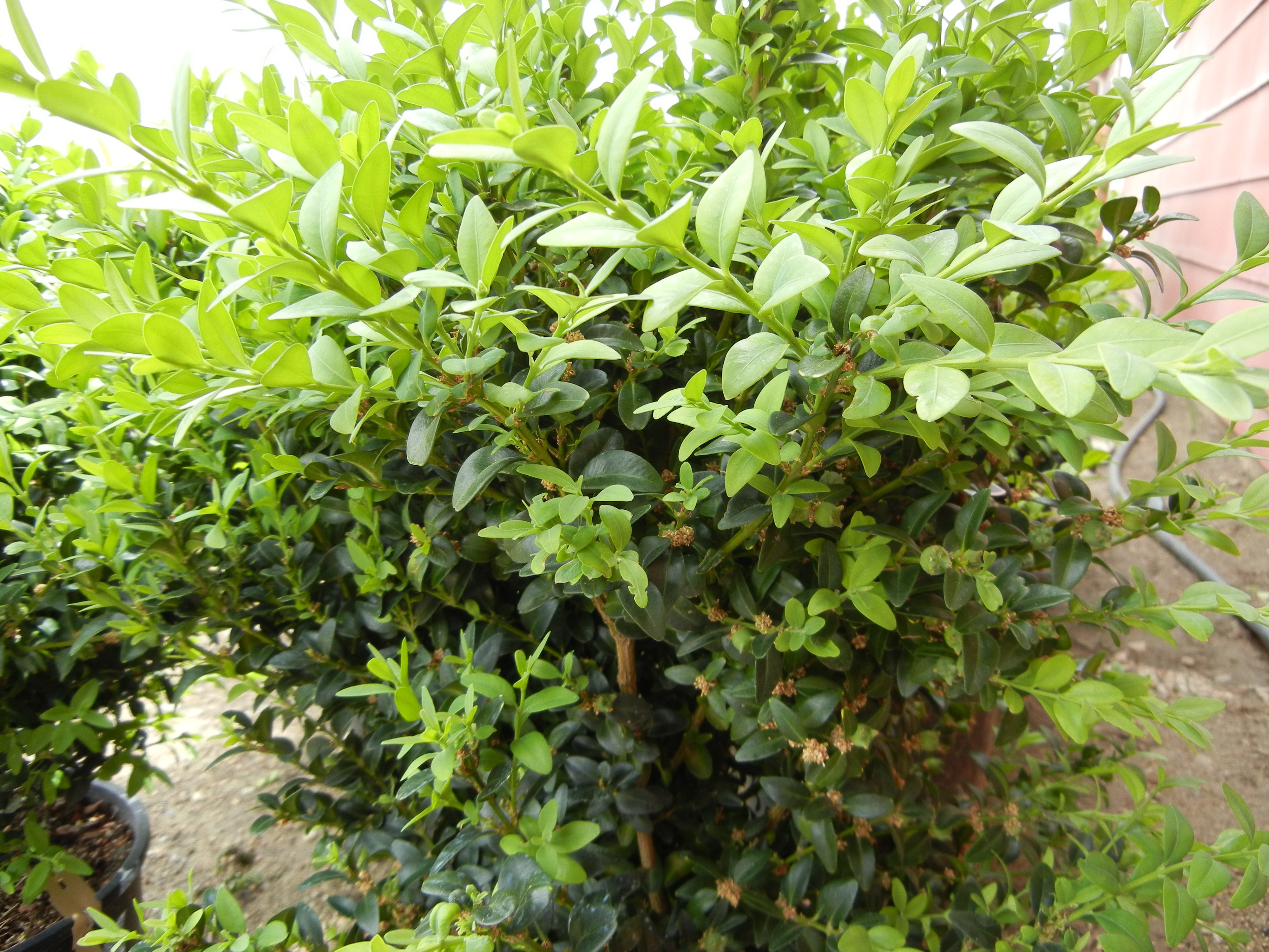 Buxus Japonica Julia Jane