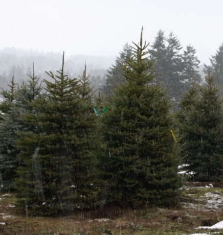 Spruce, Colorado Green - Evergreens (Trees & Shrubs) - Plants ...