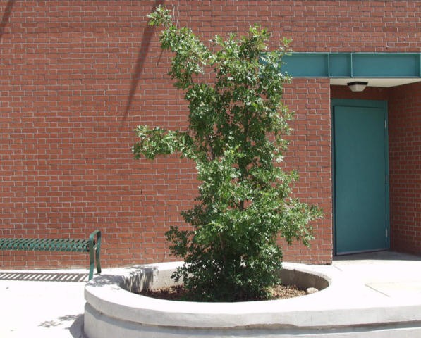 Oak, Gambel - TheTreeFarm.com