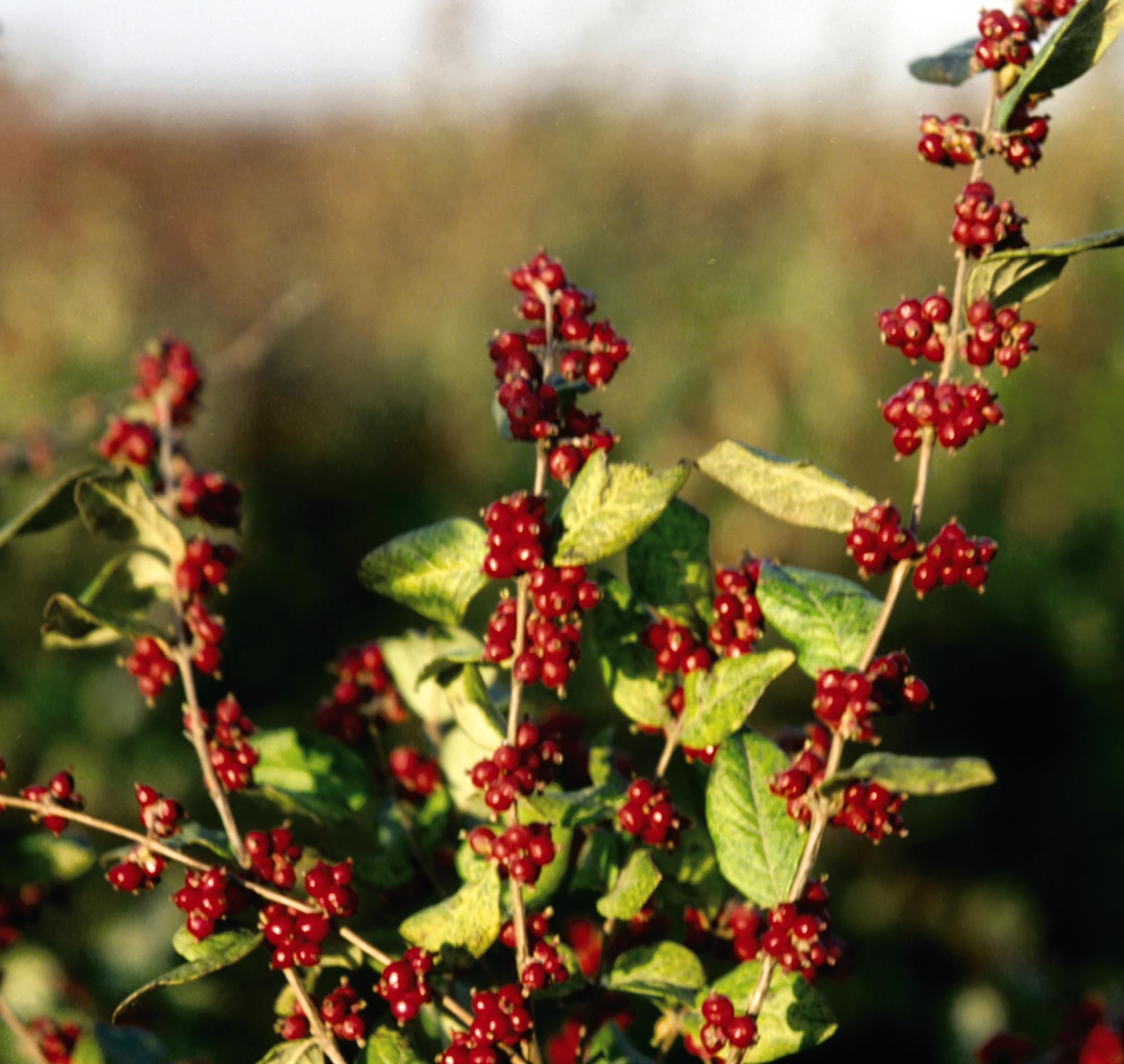 Coralberry, Indian Currant (Red Snowberry) - TheTreeFarm.com