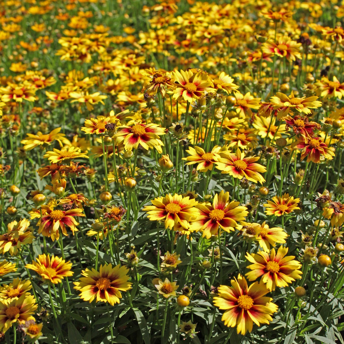 Coreopsis, Lil' Bang™ Enchanted Eve (Tickseed) - TheTreeFarm.com
