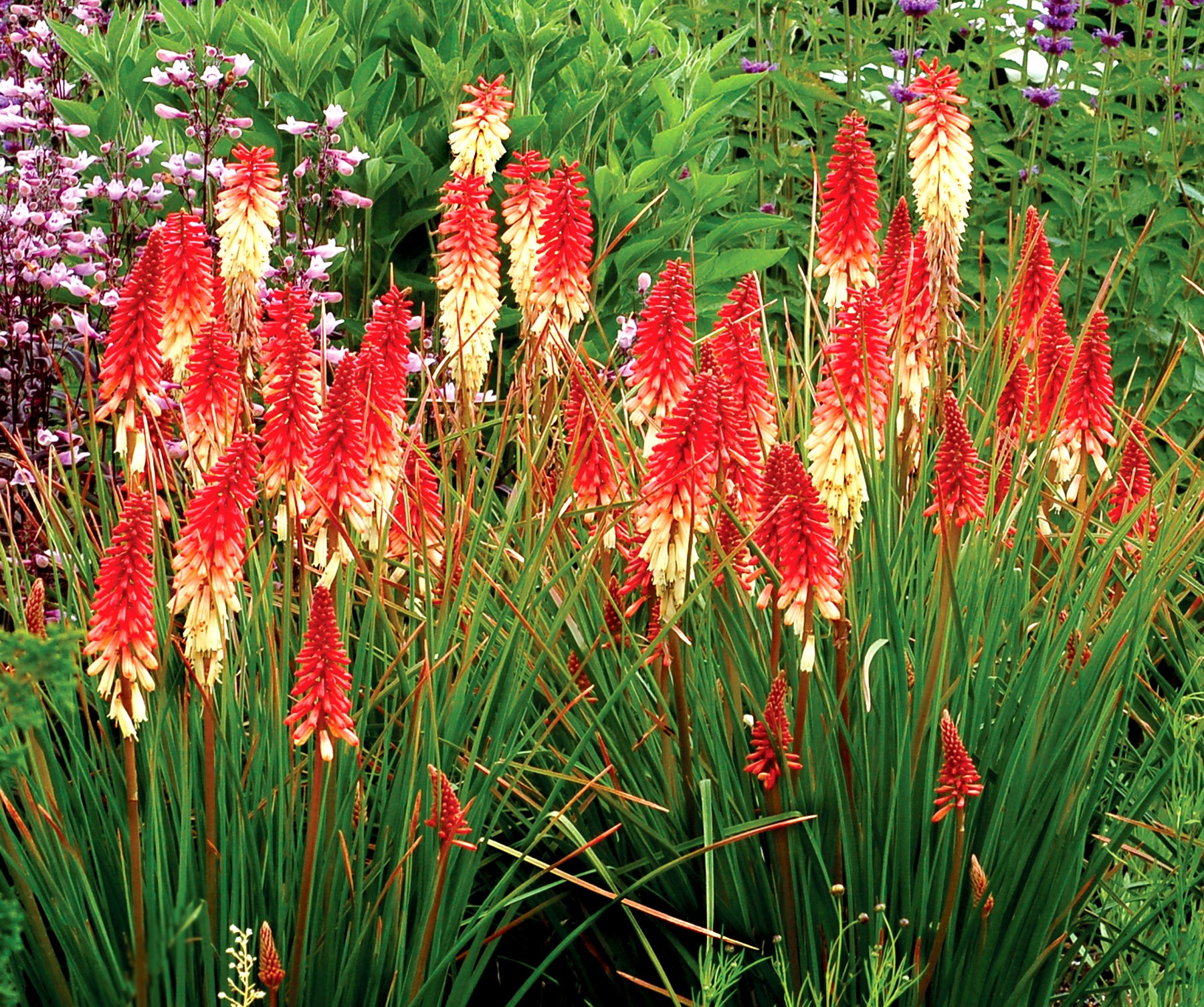 Poker Plant, Orange Vanilla Popsicle™ (Torch Lily) - TheTreeFarm.com