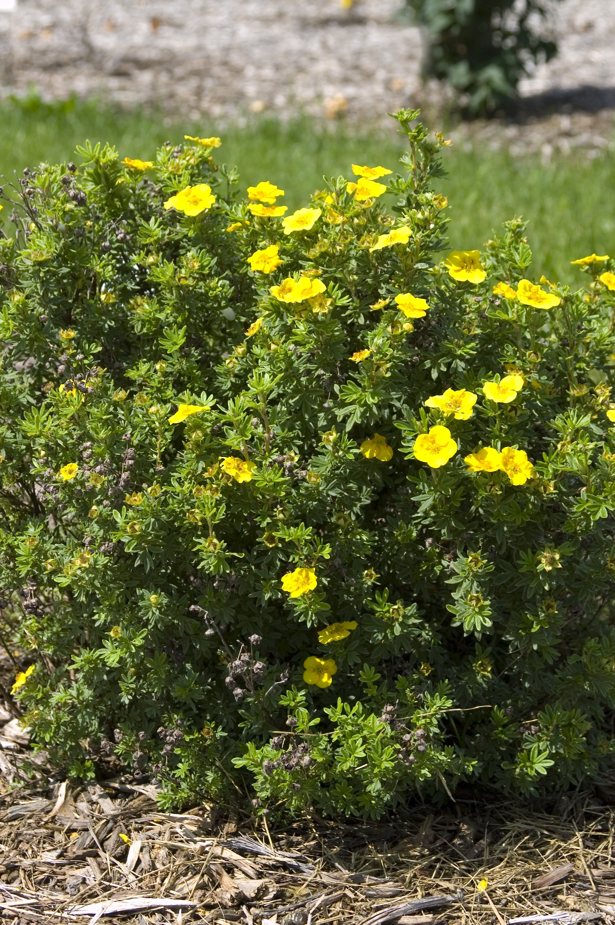 Potentilla, Mango Tango™ - TheTreeFarm.com