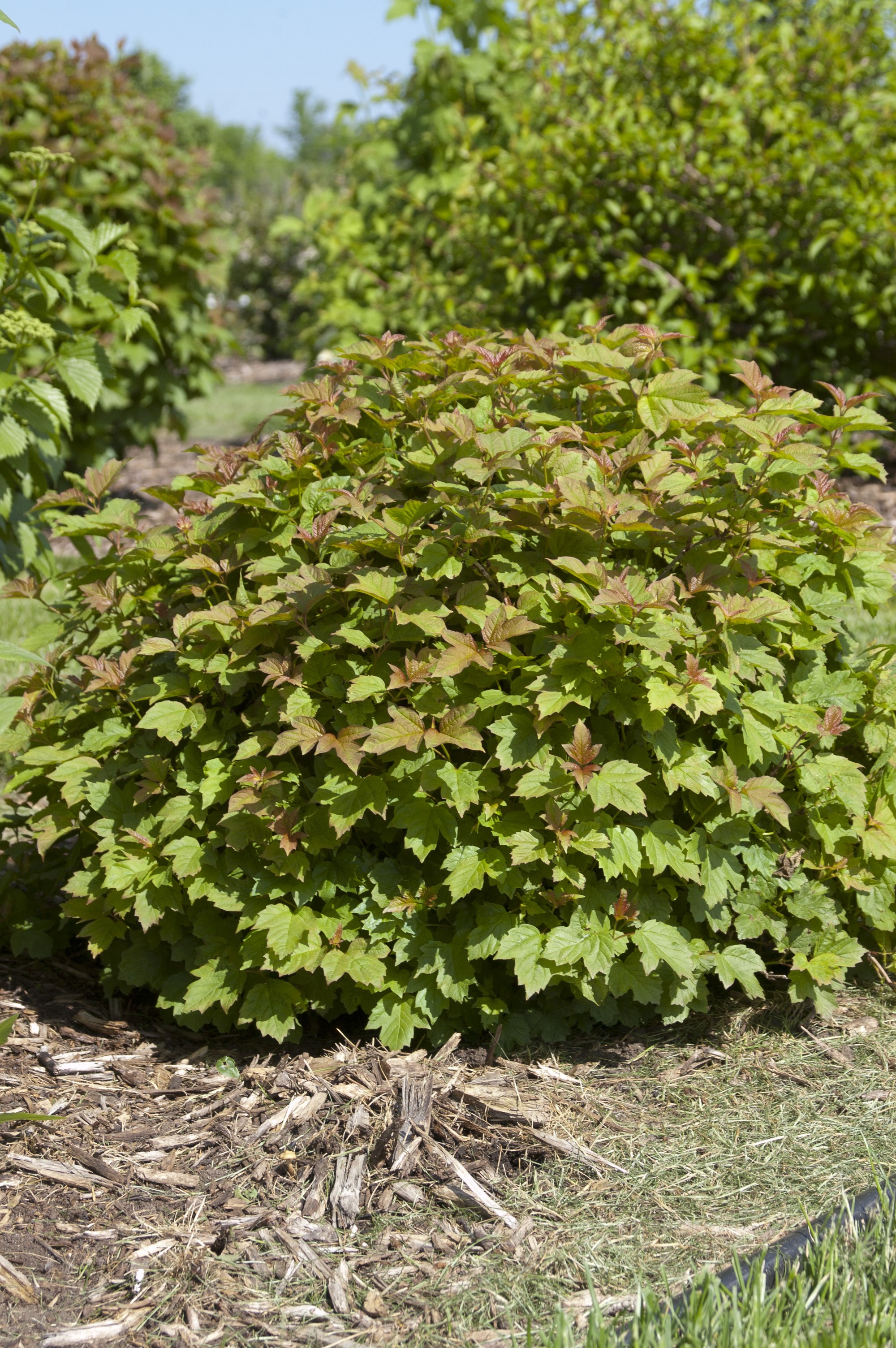 Dwarf Cranberry Bush Dwarf Cranberry Bush Everde Growers