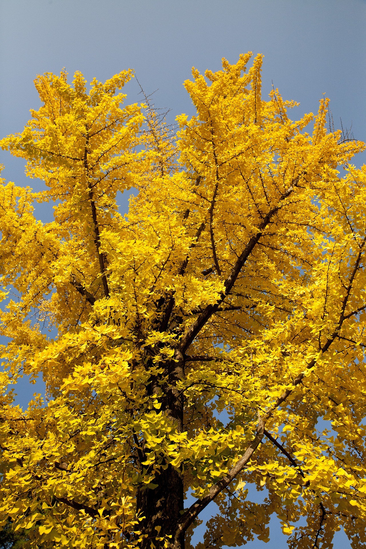 Ginkgo, Emperor™ - TheTreeFarm.com