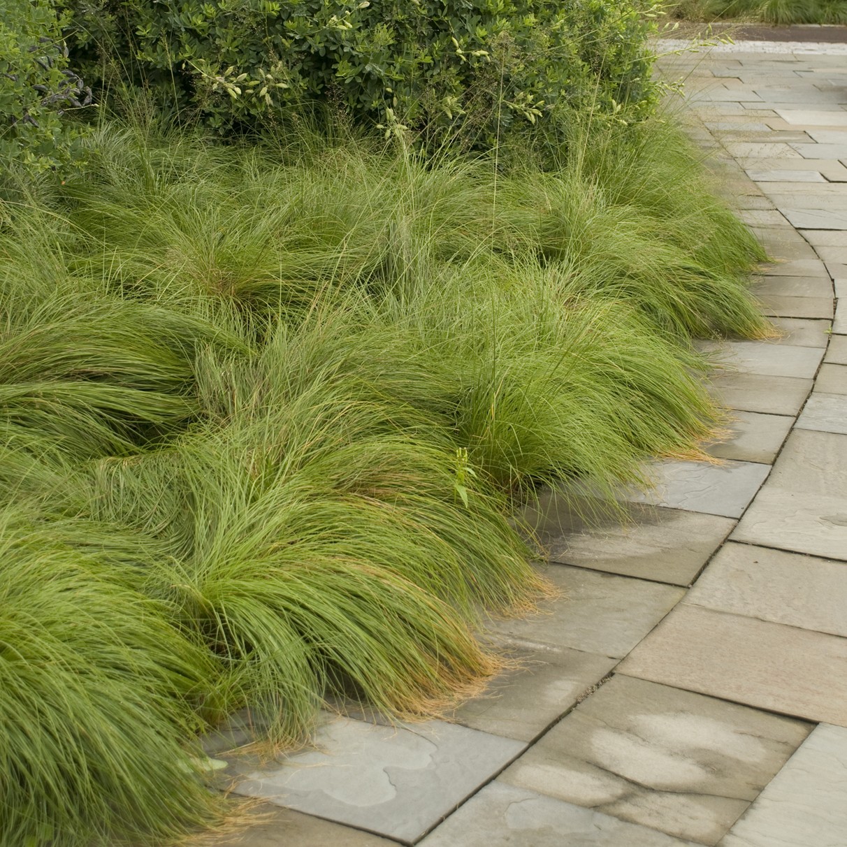 Prairie Dropseed Grass - TheTreeFarm.com