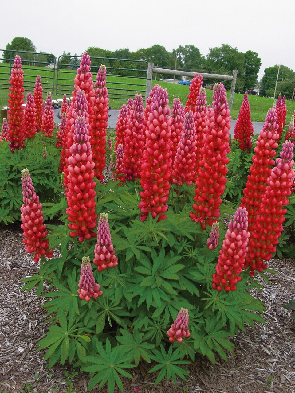 Lupine, Westcountry™ Red Rum - TheTreeFarm.com