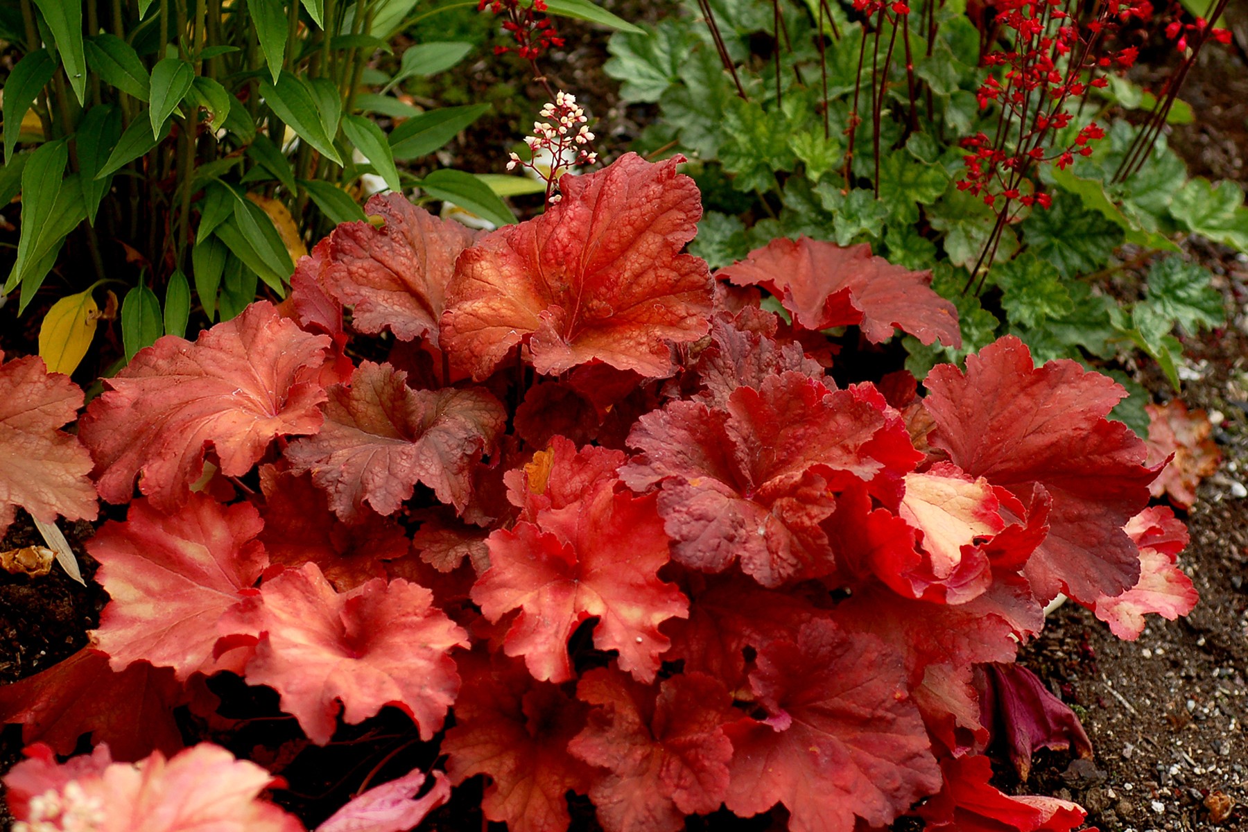 Coral Bells, Rio (Heuchera) - TheTreeFarm.com