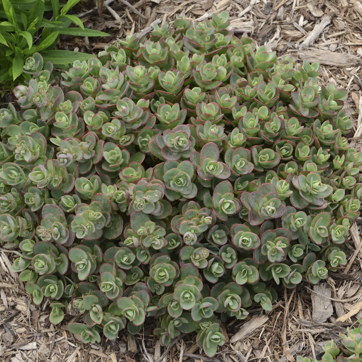 New Sedum Sunsparkler